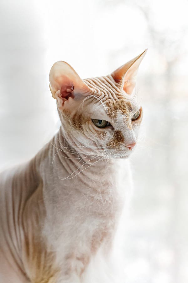 Cat. the Sphinx. Pets. Cute Purebred Cat Stock Photo - Image of themes ...