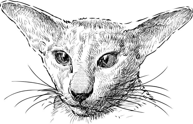 Cat sphinx portrait stock vector. Illustration of hand - 48141522