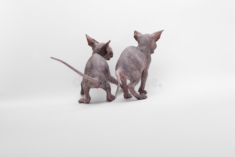 Sphynx Sphynx De Gato Careca Foto de Stock - Imagem de calvo ...