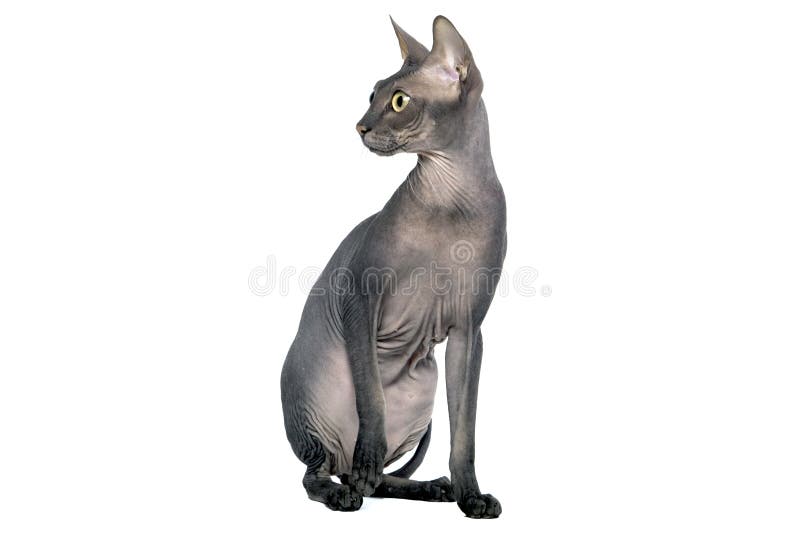 Cat a Sphinx on a White Background in Studio Isolate Stock Image ...