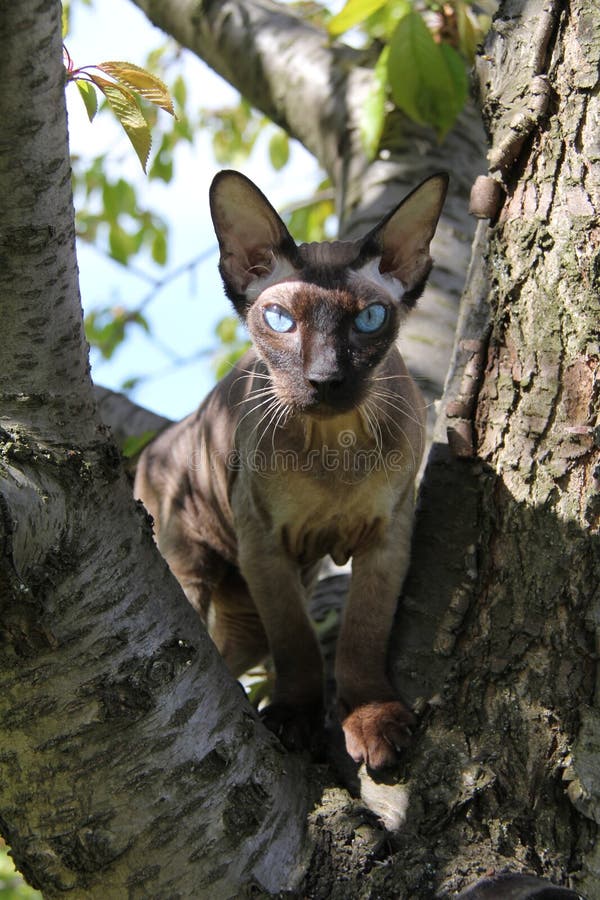 Cat Sphynx Peterbald Bald Cat Housecat Hairless Cat Posing on the Tree ...