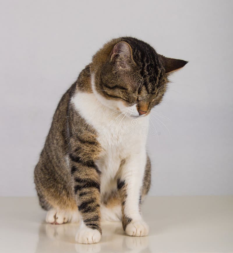 Cat spleeping stock image. Image of dream, home, energy - 144414565