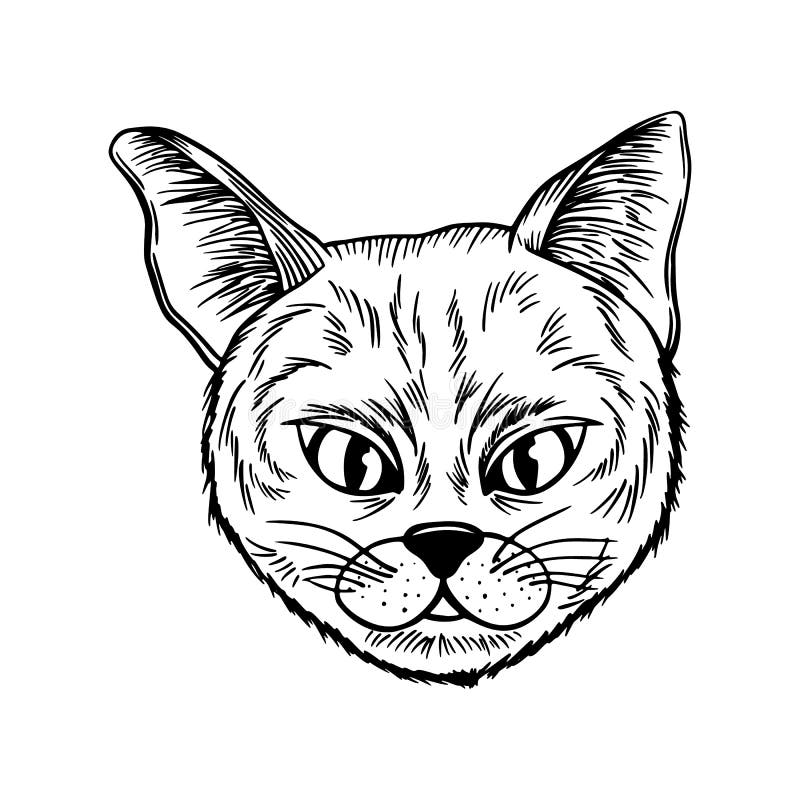 Cat Spotted Striped Head Symmetrical Sketch Vector Graphics Black and ...