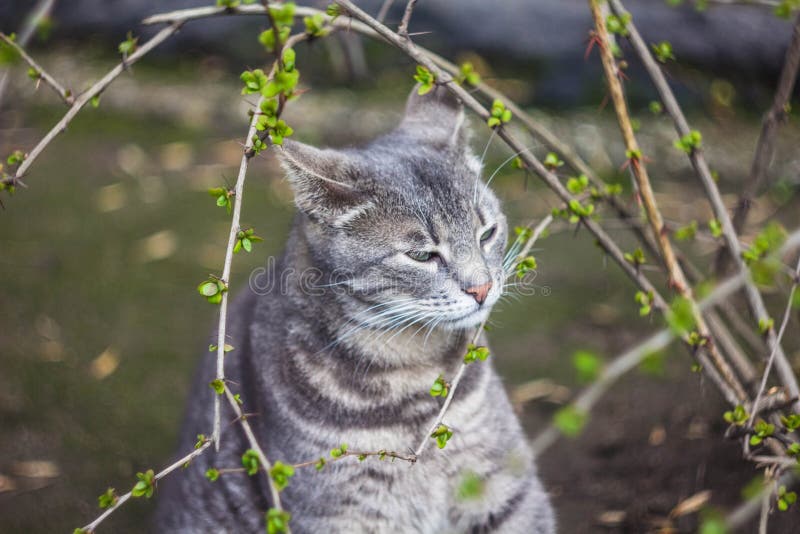Cat Spring stock image. Image of animals, weather, kitten - 72736099