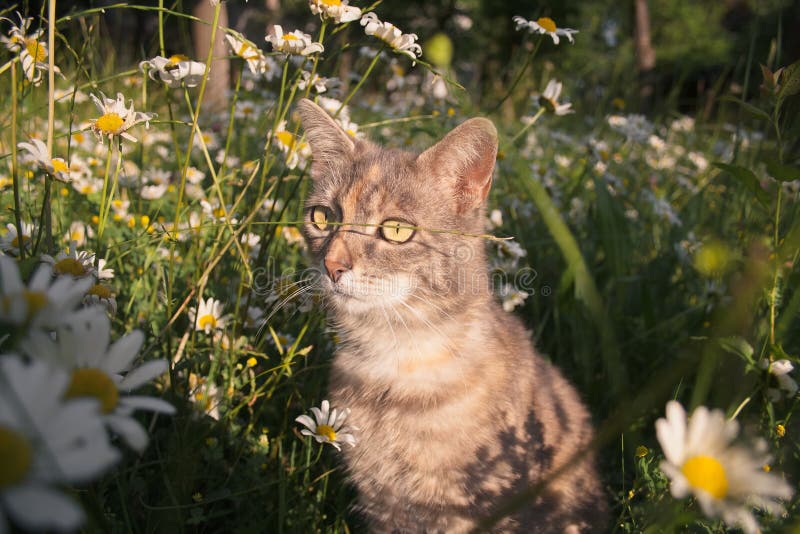 Cat in spring stock photo. Image of young, sunlight, flowers - 50387420
