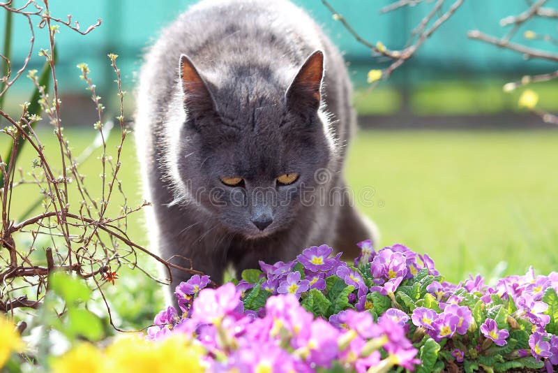 48,448 Cat Spring Stock Photos - Free & Royalty-Free Stock Photos from ...