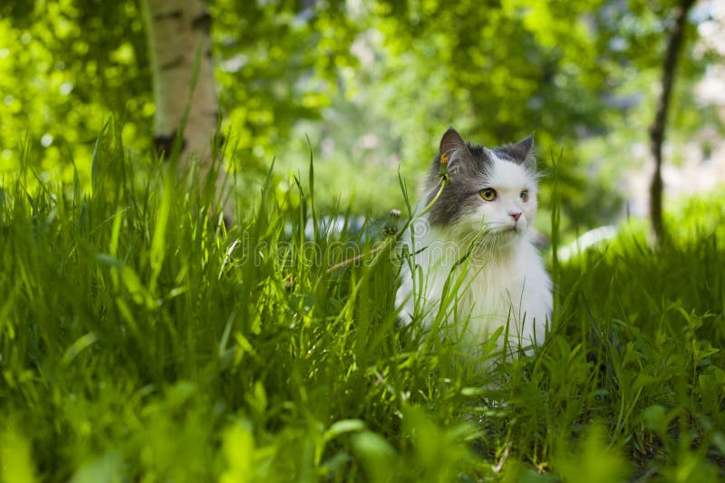 Cat spring stock photo. Image of game, grass, spring - 31572988