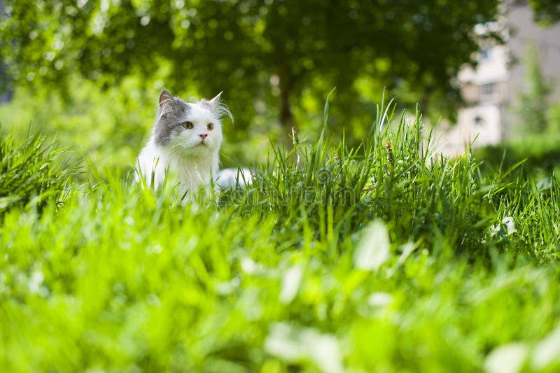 Red cat in spring meadow stock photo. Image of meadow - 14337658