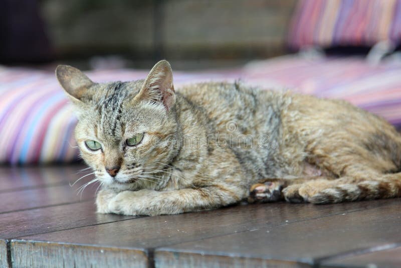 Cat squat on the floor stock photo. Image of look, nature - 115953598
