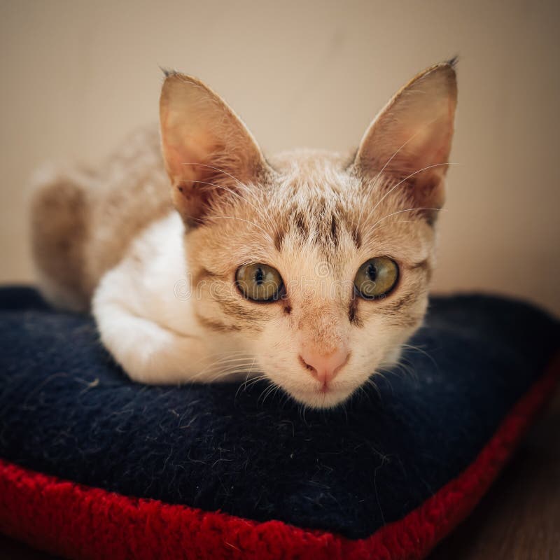 Cat squat on pillow. stock image. Image of eyes, beautiful - 65496185