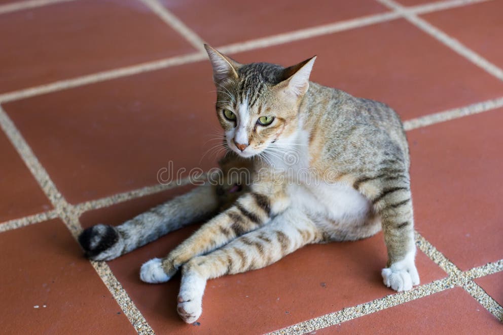 Cat squating on the wall stock photo. Image of siam, thai - 66893618