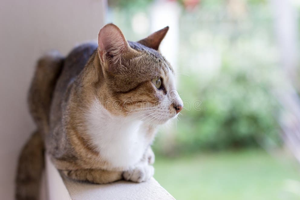 Cat squating on the wall stock image. Image of face, closeup - 66893745