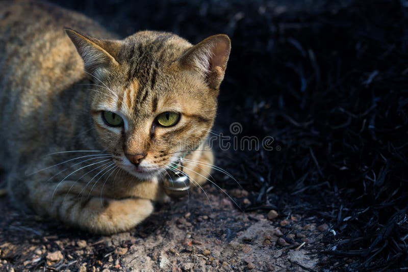 Cat squats stock photo. Image of mammal, green, happy - 55861484