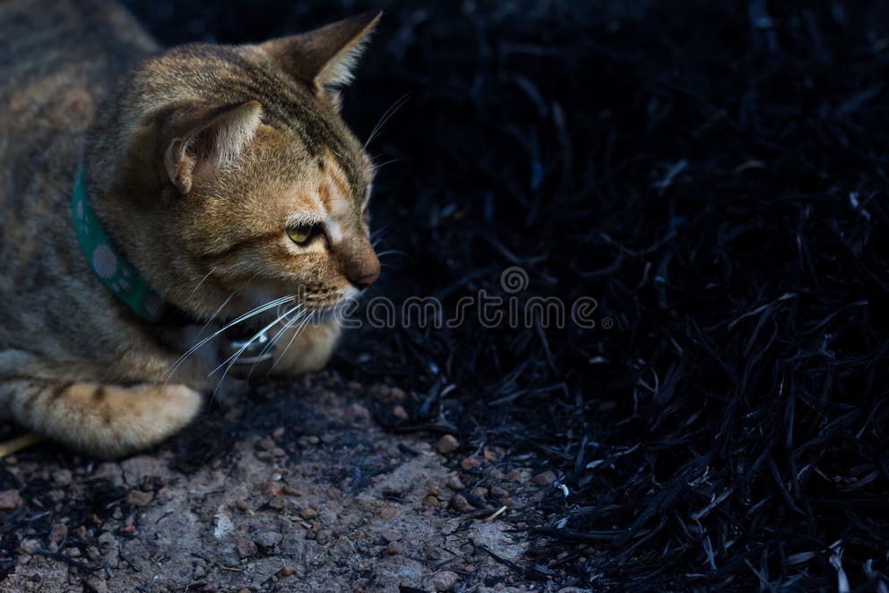 Cat squats stock image. Image of looking, kitten, crouching - 55861717