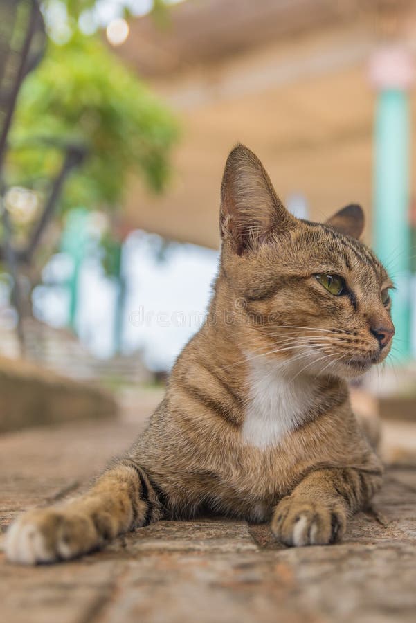 Cat squatting on the floor stock photo. Image of feline - 85000024