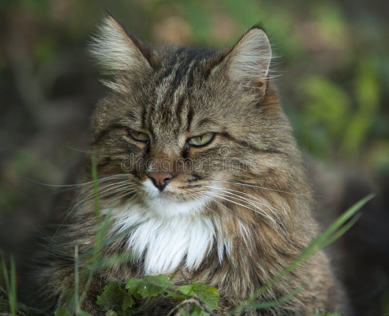 Cat squint stock image. Image of dickey, head, lawn, gray - 29039939