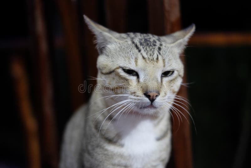 Cat Squinting at the front stock photo. Image of cute - 91341174
