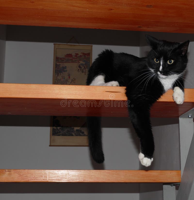 Cat on stairs stock photo. Image of mammal, black, front - 83694136