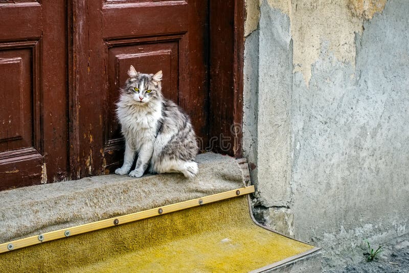 Cat on the stairs stock photo. Image of childhood, hair - 100057476