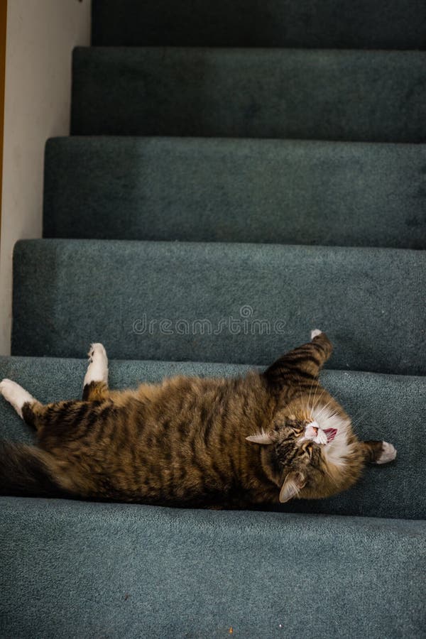 Cat on stairs stock image. Image of yawning, view, fluffy - 200474753