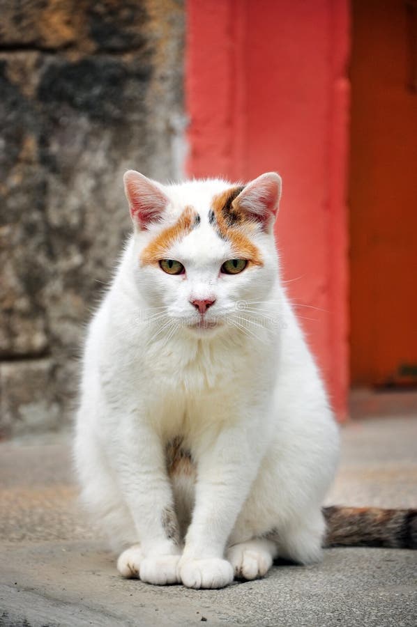 Cat stalking stock photo. Image of nine, feral, lazy - 16116450