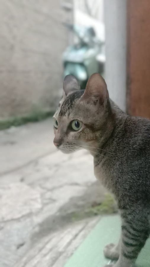 A cat stalking another cat stock photo. Image of bird - 263704946