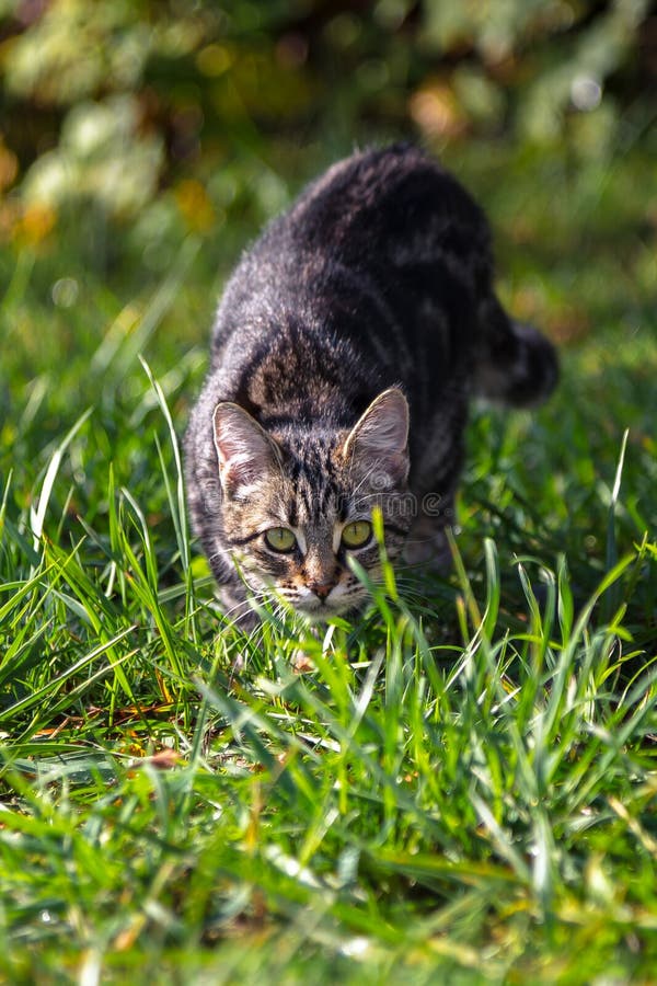 4,381 Cat Stalking Stock Photos - Free & Royalty-Free Stock Photos from ...
