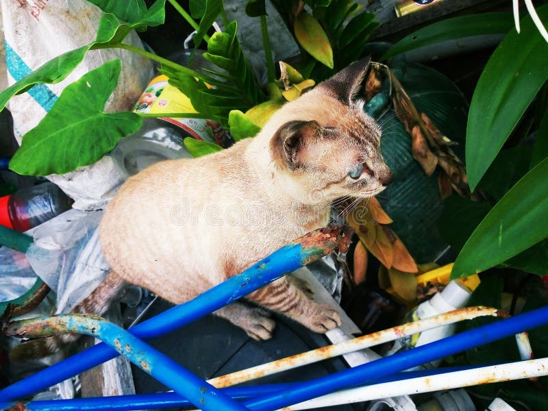 Cat Stalking Stock Images - Download 3,138 Royalty Free Photos