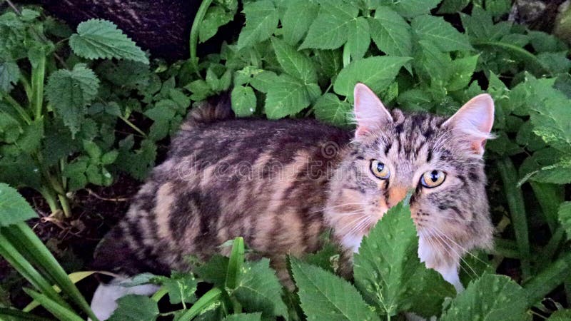 Cat Stalking Stock Images - Download 3,138 Royalty Free Photos