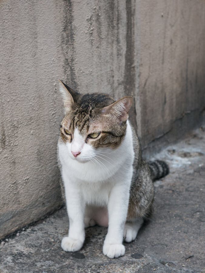 Cat stand stock image. Image of sleeping, someting, playing - 71903881