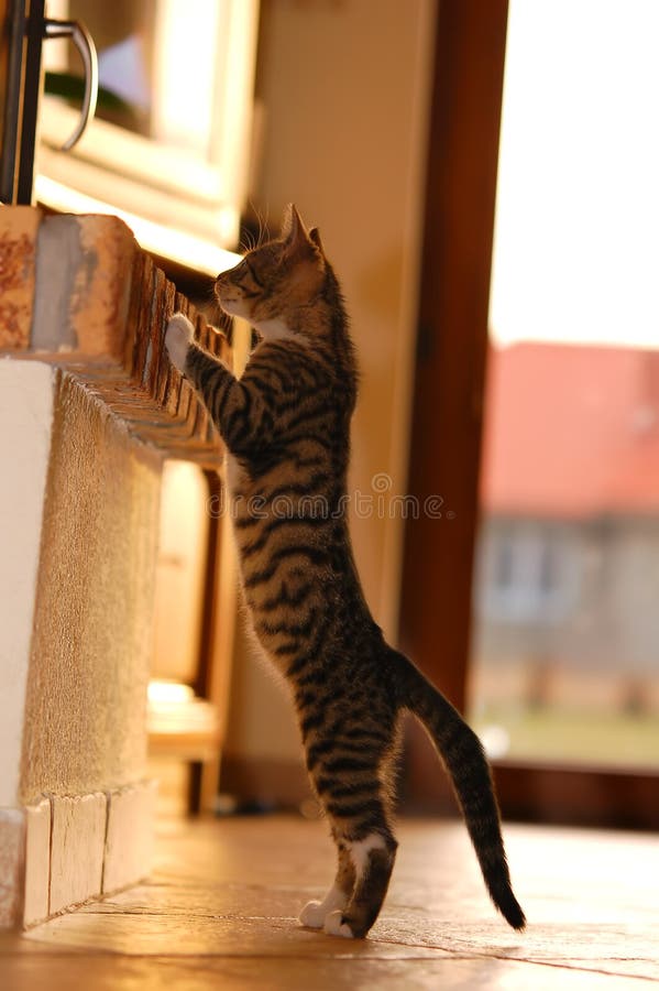 Cat standing stock photo. Image of background, looking - 5236354