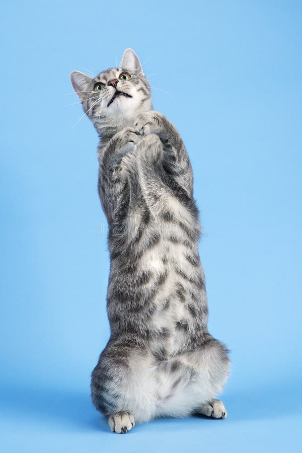 55,170 Cat Standing Stock Photos - Free & Royalty-Free Stock Photos ...