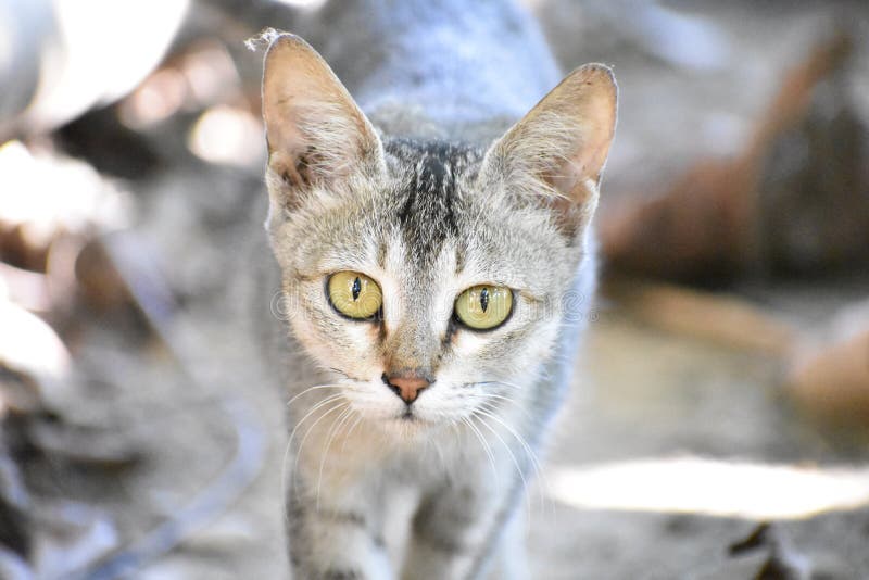 A cat standing stock image. Image of house, domestic - 140626329