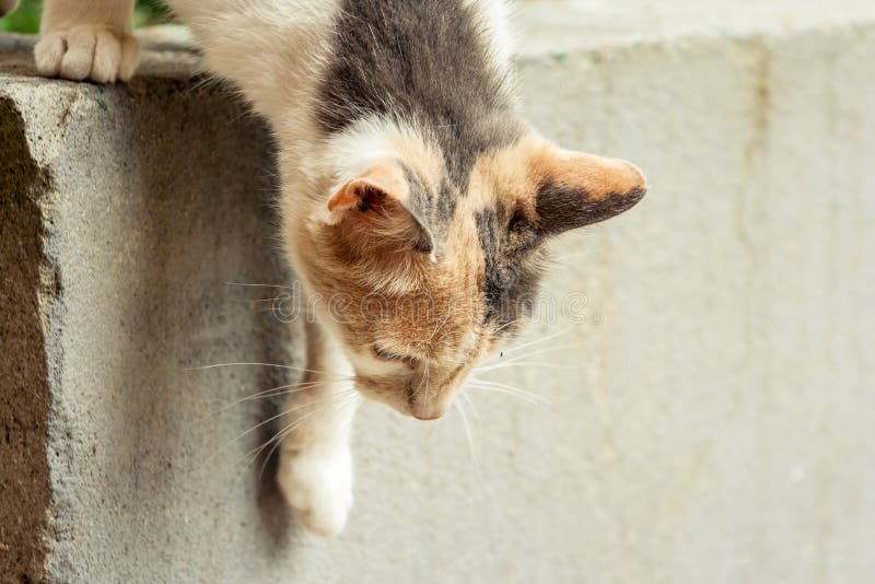 The Cat is Standing on a Concrete Wall with the Head Down Stock Image ...