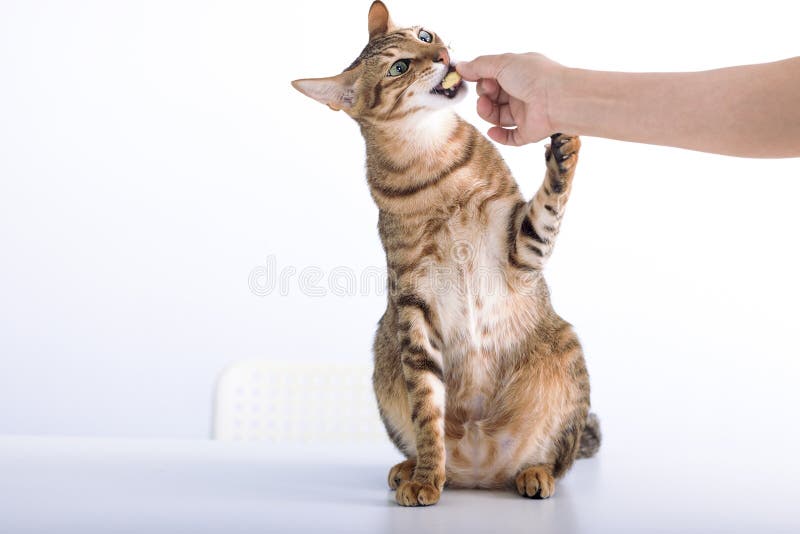 Cat Standing and Eating Cookie Food from Hand Stock Image - Image of ...