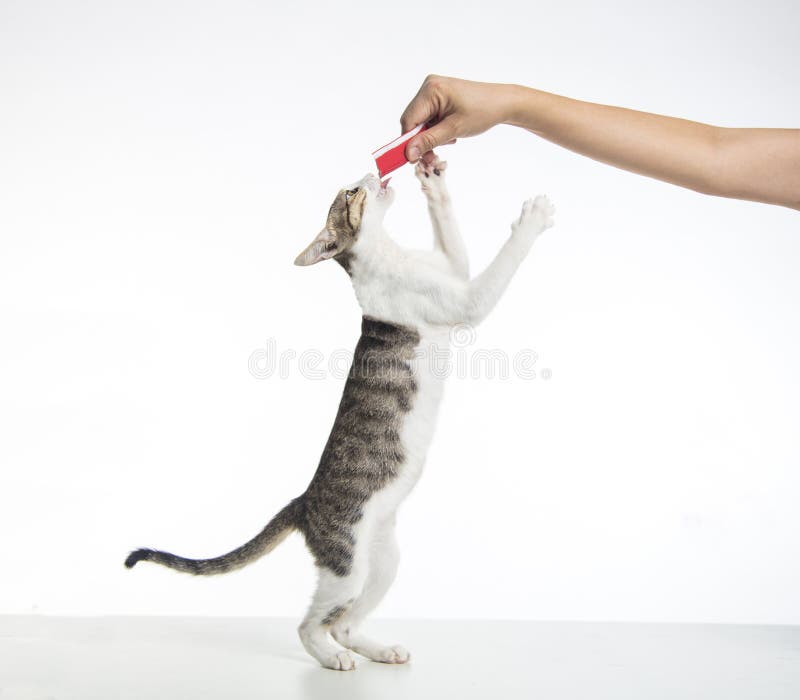 Cat Standing and Eating Food from Hand Stock Image - Image of concept ...