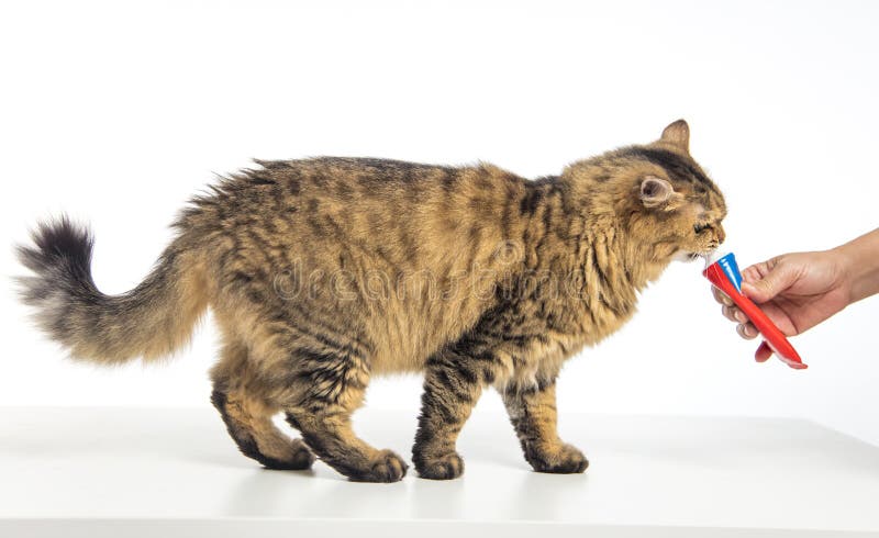 Cat Standing and Eating Food from Hand Stock Photo - Image of young ...