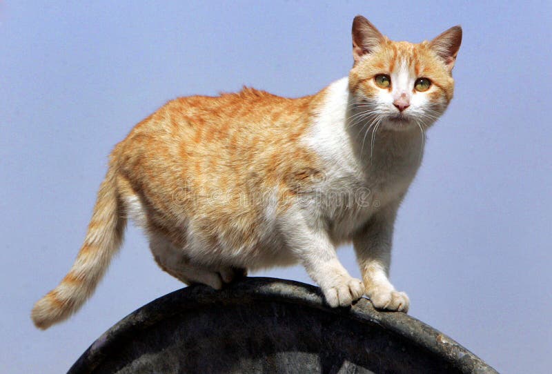 Cat Standing on the Edge of a Dumpster Stock Photo - Image of wildcat ...