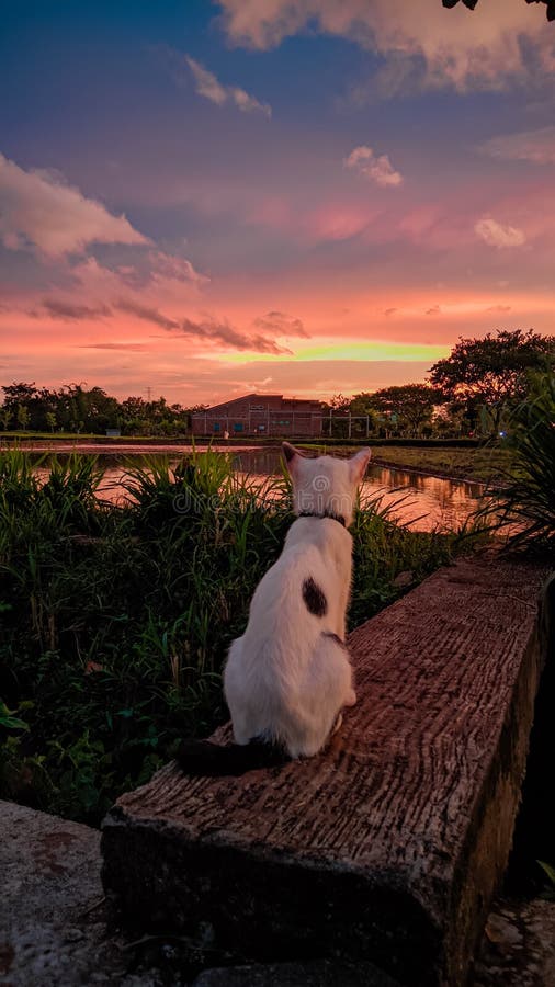A Cat Standing Enjoying the Sunset Stock Image - Image of sunset ...