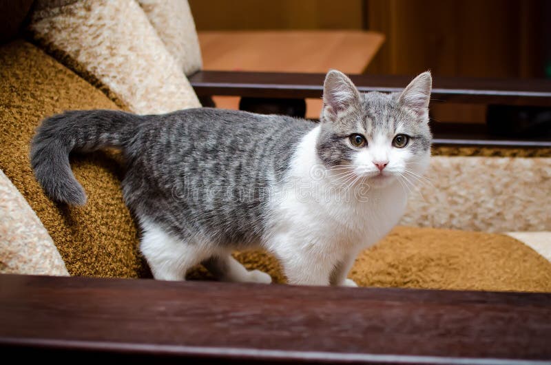 Cat standing on four legs stock photo. Image of domestic - 52580430