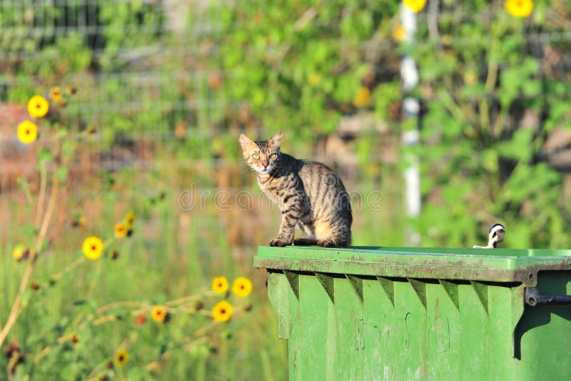 A Cat is Standing on a Garbage Can Stock Photo - Image of sneaking ...