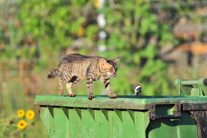 A Cat is Standing on a Garbage Can Stock Image - Image of daylight ...