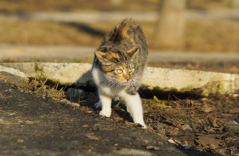 Scared Cat On The Ground Indoor. How To Calm Down A Frightened Cat ...