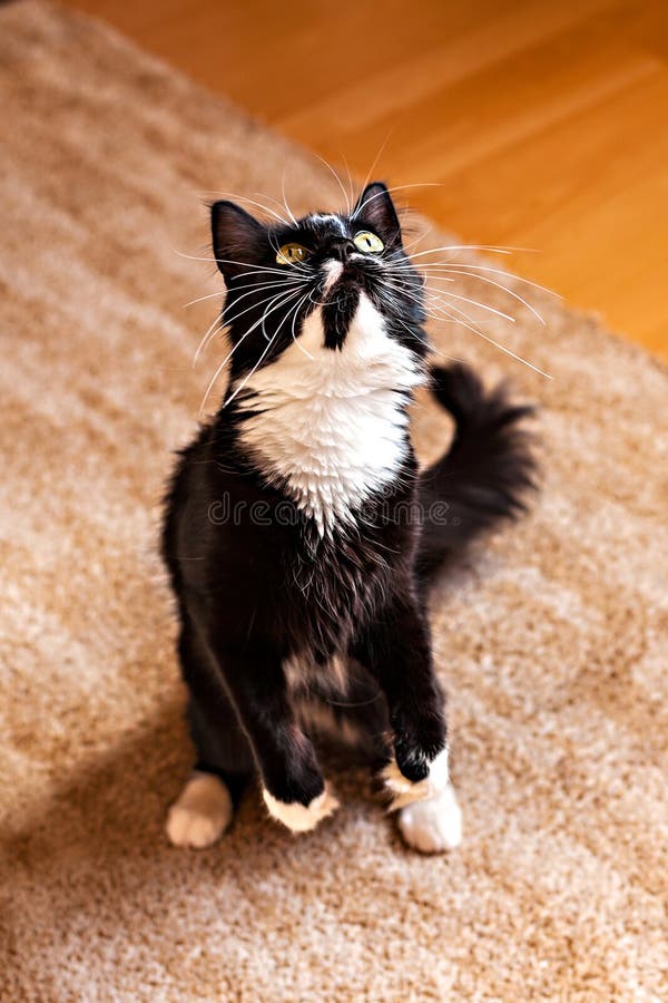 220+ White cat standing Free Stock Photos - StockFreeImages