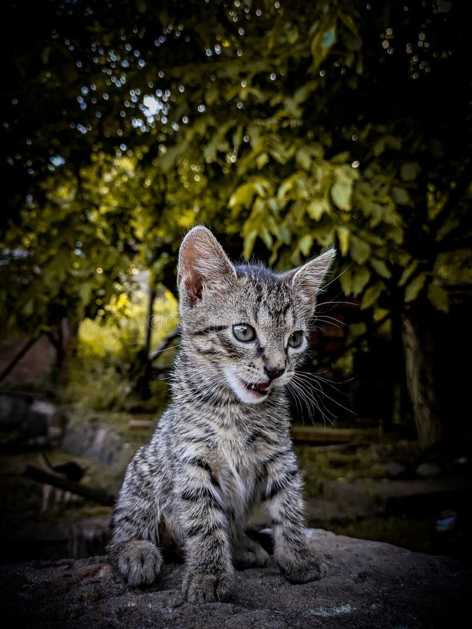 Cat Standing on a Huge Rock Stock Photo - Image of huge, rock: 224716304