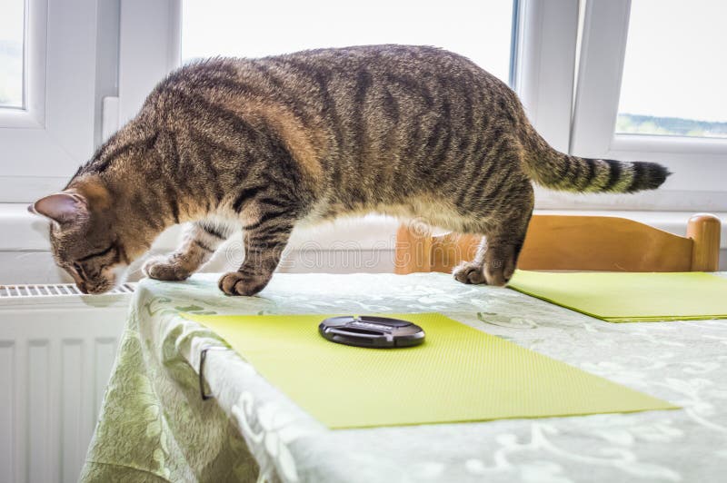 Cat Standing Over a Table and Looking Down from the Edge Stock Image ...