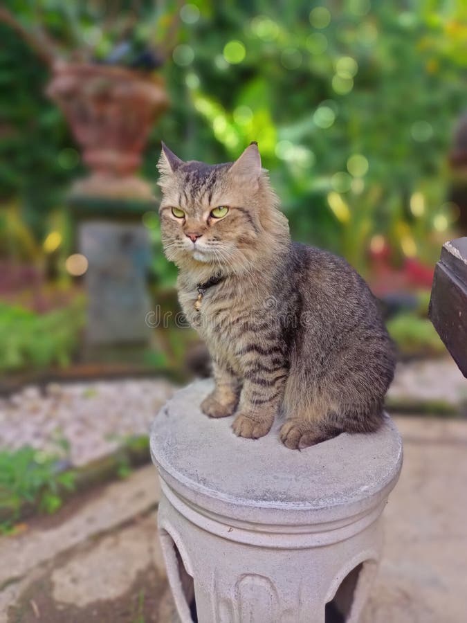 A Cat Standing on a Park Bench in the Garden Stock Image - Image of ...