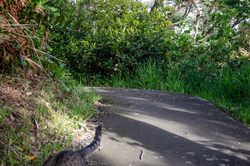 Cat Standing on Pathway in Tall Grass Stock Image - Image of furry ...