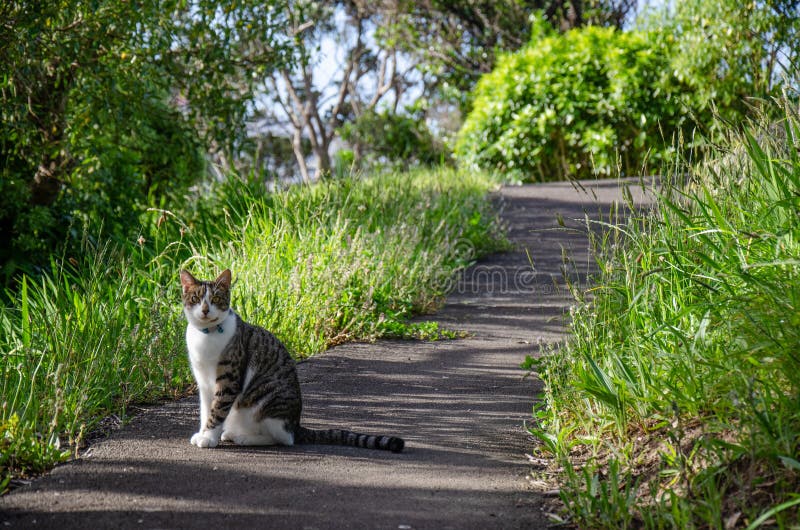 490 Cat Pathway Stock Photos - Free & Royalty-Free Stock Photos from ...