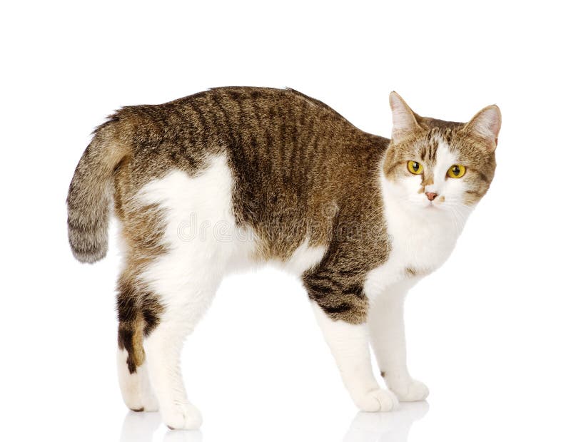 Cat Standing in Profile. Looking at Camera Stock Photo - Image of ...